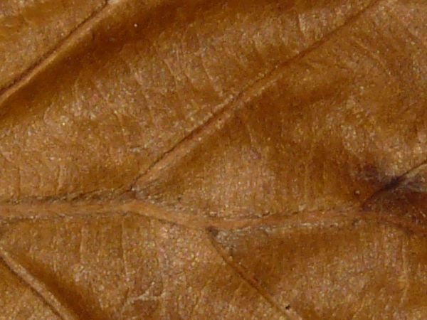 texture 0015 - Texturelib